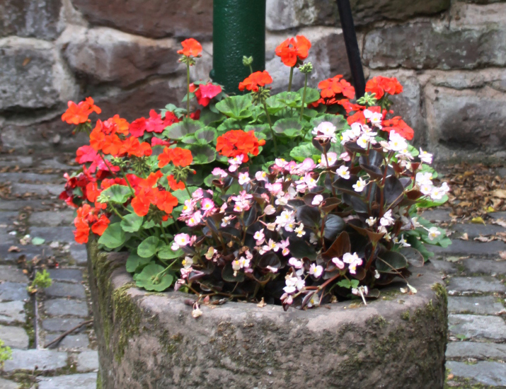 IMG_4327a | Based in Churton